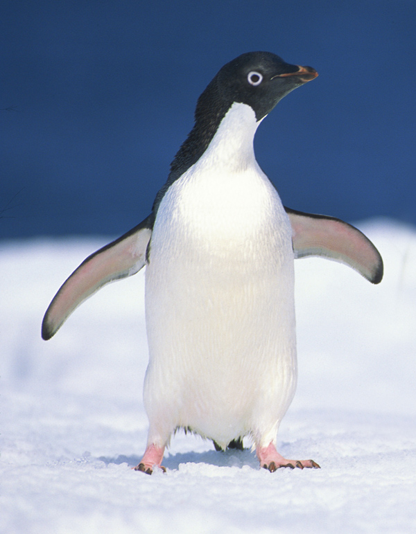 Penguin Replies to HSUS Concerns - HumaneWatch